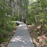 Atlantic White Cedar Swamp Trail, Massachusetts - 825 Reviews, Map ...