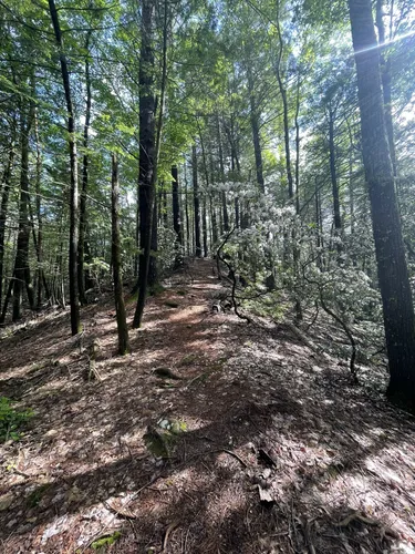 Best Hikes and Trails in Sheldrick Forest | AllTrails