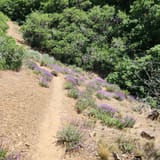 Temple Loop, Utah - 229 Reviews, Map | AllTrails