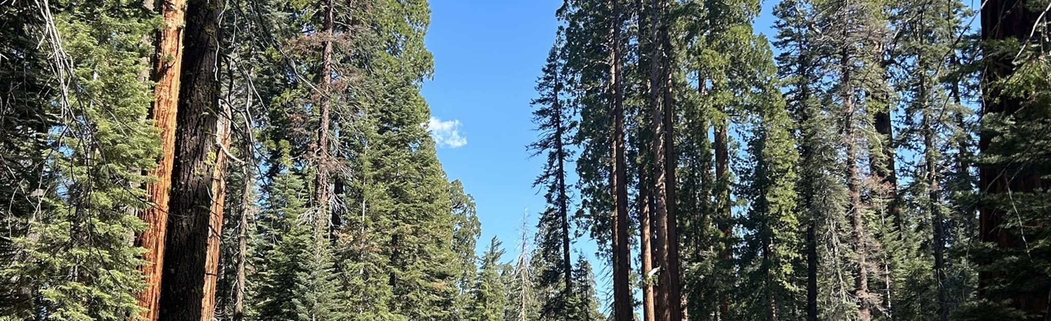 Alta, Huckleberry, and Washington Tree Loop, California - 98 Reviews ...