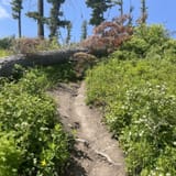 Mount Ellis Trail, Montana - 128 Reviews, Map | AllTrails