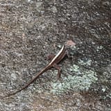 Magens Bay Beach Trail, Saint Thomas, US Virgin Islands - 349 Reviews ...