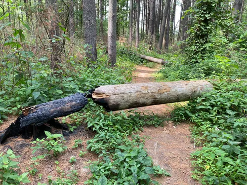 Best Hikes and Trails in August A Busch Memorial Conservation Area ...