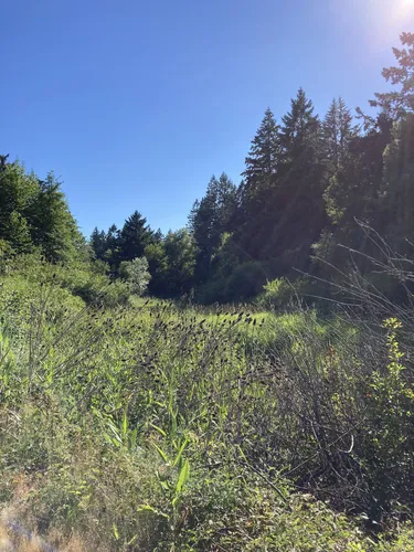 Best Hikes and Trails in Beaver Marsh Natural Preserve | AllTrails