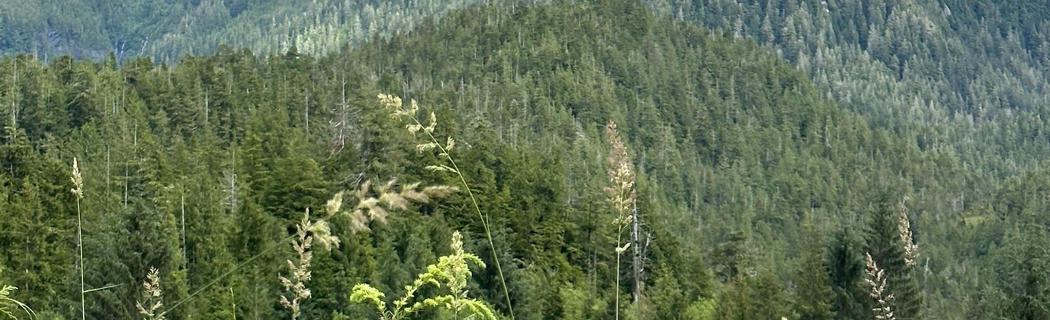 Ward Lake and Ward Creek Trail: 83 foto's - Alaska | AllTrails