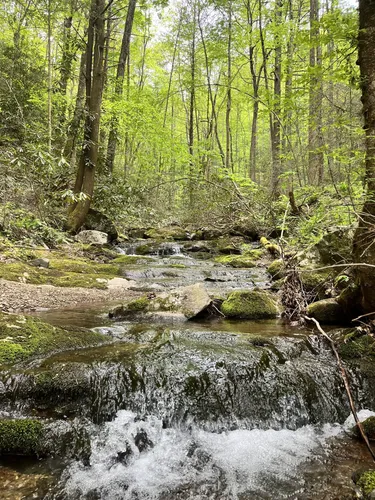 10 Best Waterfall Trails in Cherokee National Forest | AllTrails