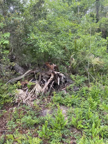 Best Hikes and Trails in Guale Preserve | AllTrails