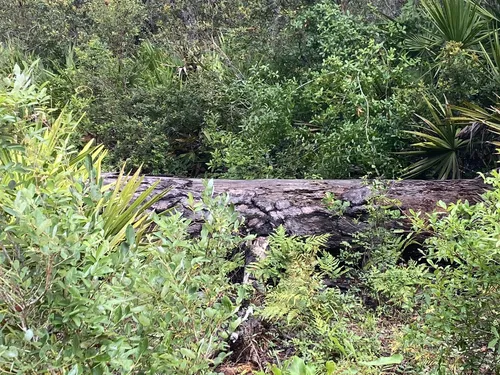 Best Hikes and Trails in Guale Preserve | AllTrails