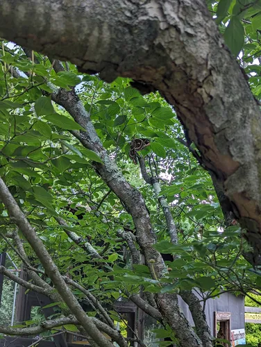 Best Hikes and Trails in Tyler Arboretum | AllTrails