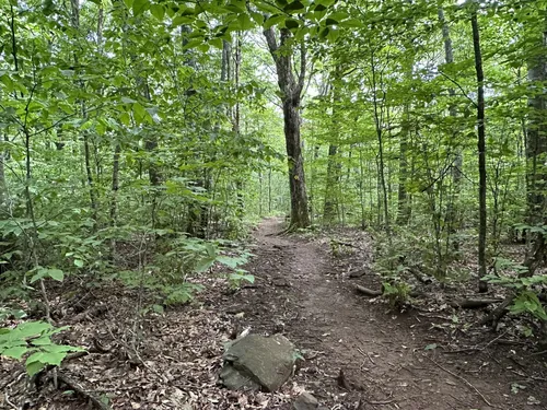 2023 Best Forest Trails in Todd | AllTrails