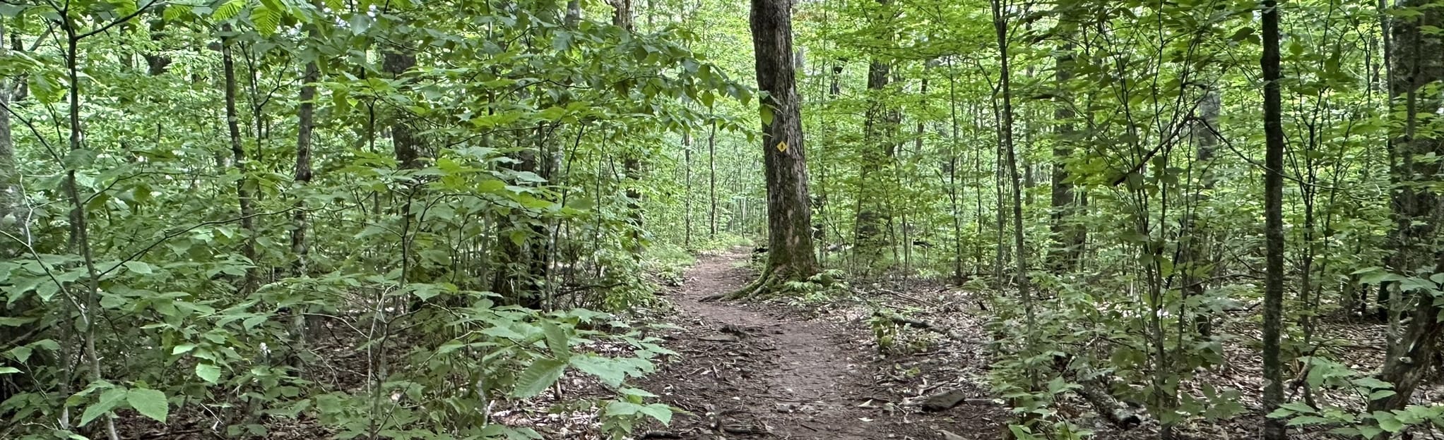 Beech Tree Trail: 93 Reviews, Map - North Carolina | AllTrails