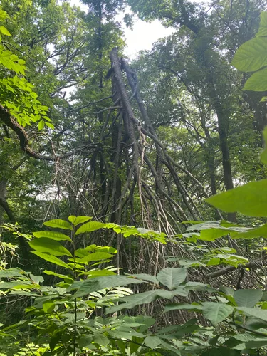 Best Hikes and Trails in Trice-Dedman Memorial Woods | AllTrails