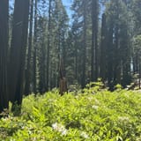 Viola Falls, California - 278 Reviews, Map | AllTrails