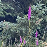 Floras Lake Waterfall Trail, Oregon - 233 Reviews, Map | AllTrails