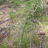 Floras Lake Waterfall Trail, Oregon - 233 Reviews, Map | AllTrails