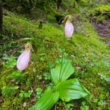 Mount Success via Appalachian Trail, New Hampshire - 391 Reviews, Map ...