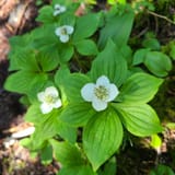 Mount Success via Appalachian Trail, New Hampshire - 391 Reviews, Map ...