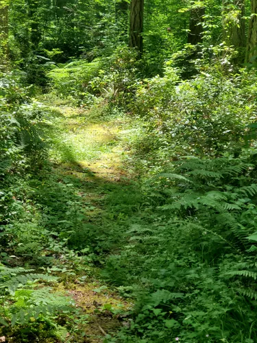 Best Hikes and Trails in Northwest Trek Wildlife Park | AllTrails