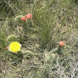 Johnny Behind the Rocks Trail, Wyoming - 106 Reviews, Map | AllTrails