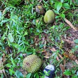 Lepoh Waterfalls, Selangor, Malaysia - 271 Reviews, Map | AllTrails