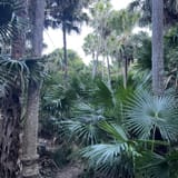 Palm Jungle Loop Track, New South Wales, Australia - 339 Reviews, Map ...