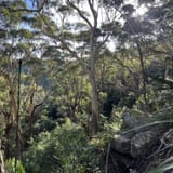 Palm Jungle Loop Track, New South Wales, Australia - 339 Reviews, Map ...