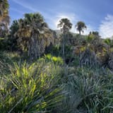Palm Jungle Loop Track, New South Wales, Australia - 339 Reviews, Map ...