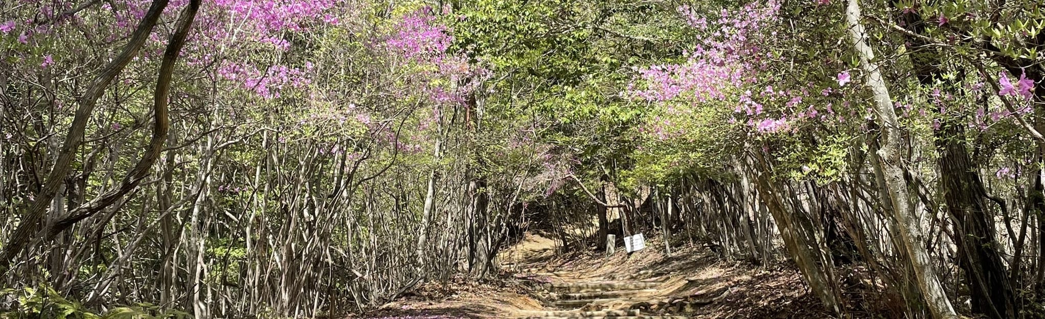 Mount Shosha - Hiromine Shrine - Hiromine: 87 Photos - Hyōgo, Japan ...