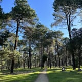 Gnangara Pines, Western Australia, Australia - 76 Reviews, Map | AllTrails