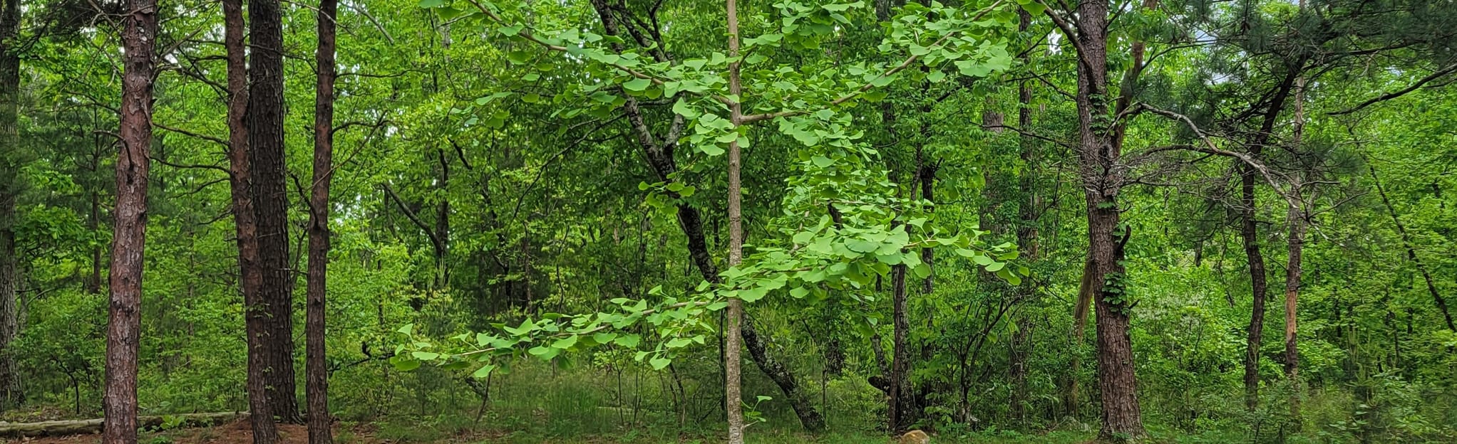 Oak Mountain Blue Trail to White Trail Loop, Alabama - 262 Reviews, Map ...