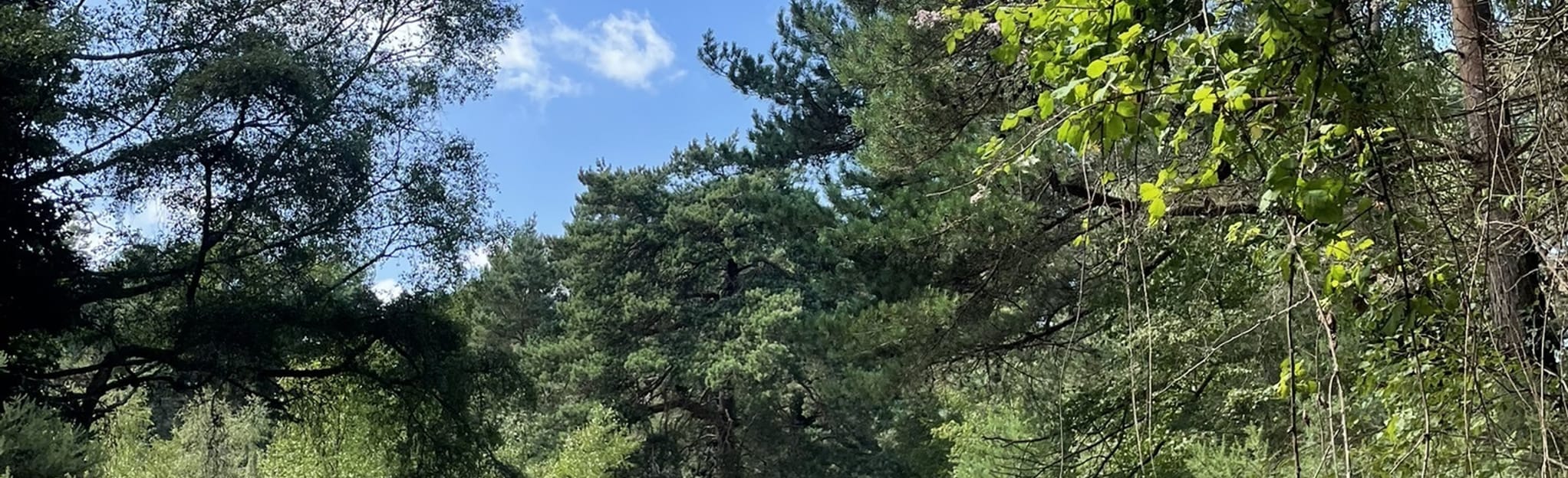 Copythorne and Cadnam Common, Hampshire, England - 51 Reviews, Map ...