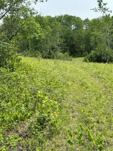 Best Hikes and Trails in Pierceland | AllTrails