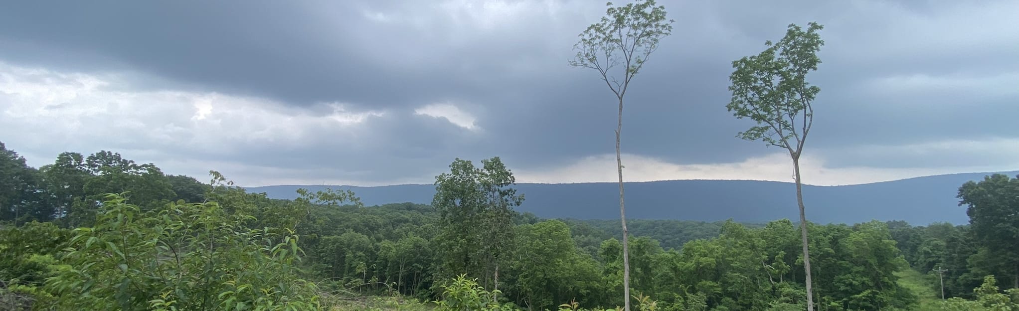 Old Loggers and Stony Trail Loop: 25 Reviews, Map - Pennsylvania ...