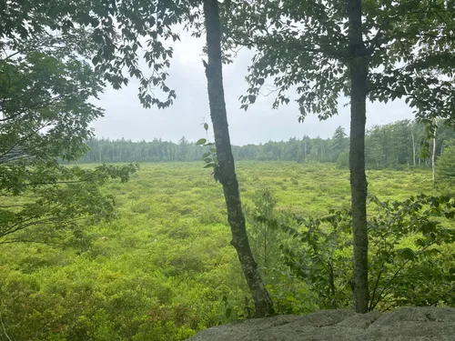 Best Hikes and Trails in Townsend State Forest | AllTrails