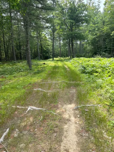 Best Hikes and Trails in Townsend State Forest | AllTrails