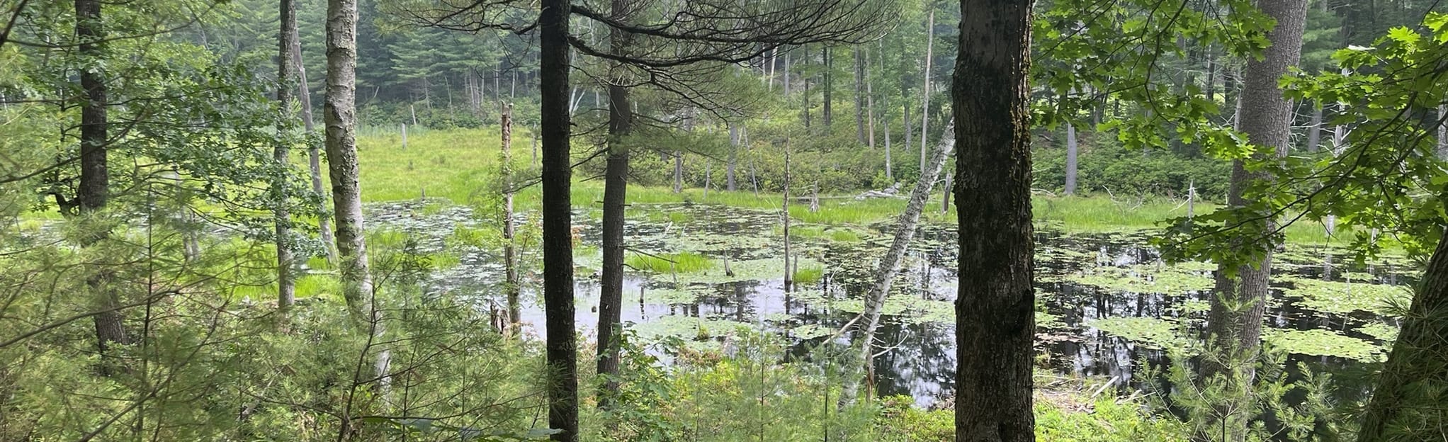 Silverfish Loop: 45 Reviews, Map - New Hampshire | AllTrails