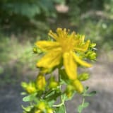 Rathdrum Mountain Trail, Idaho - 323 Reviews, Map | AllTrails