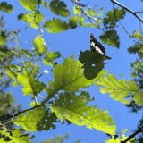 Rathdrum Mountain Trail, Idaho - 323 Reviews, Map | AllTrails