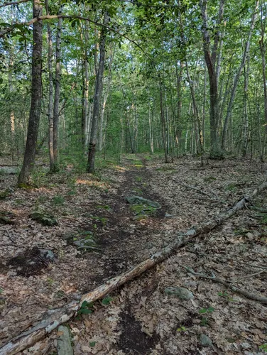 Best Hikes and Trails in Rehoboth State Forest | AllTrails