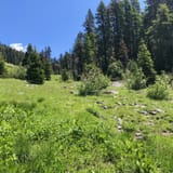 Big Tree Loop, Oregon - 75 Reviews, Map | AllTrails