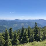 Big Tree Loop, Oregon - 75 Reviews, Map | AllTrails