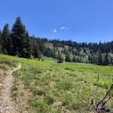 Big Tree Loop, Oregon - 75 Reviews, Map | AllTrails