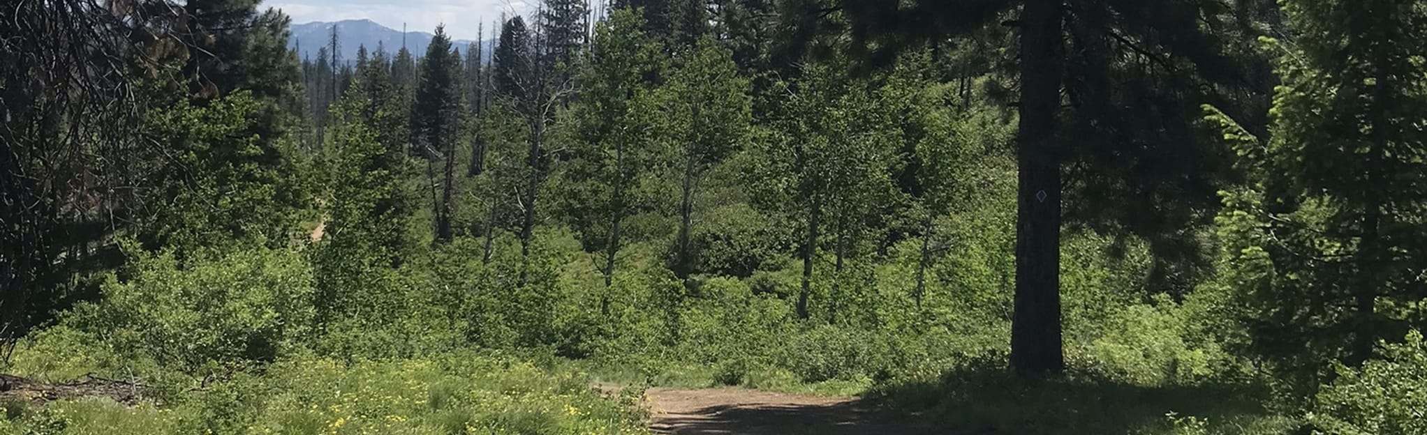 Lehn’s and Cougar Loop Trail, Idaho - 6 Reviews, Map | AllTrails