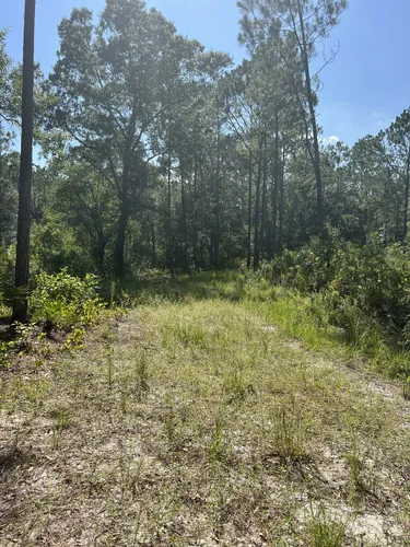 Best Hikes and Trails in Green Swamp Wilderness Preserve | AllTrails