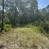 Green Swamp Wilderness Preserve Loop, Florida - 58 Reviews, Map | AllTrails