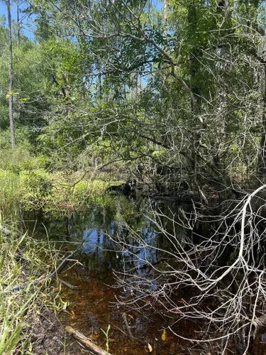 Best Hikes and Trails in Green Swamp Wilderness Preserve | AllTrails