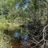 Green Swamp Wilderness Preserve Loop, Florida - 58 Reviews, Map | AllTrails