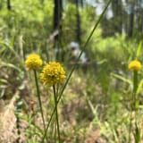 Green Swamp Wilderness Preserve Loop, Florida - 58 Reviews, Map | AllTrails