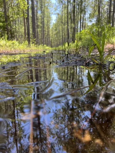 Best Hikes and Trails in Green Swamp Wilderness Preserve | AllTrails
