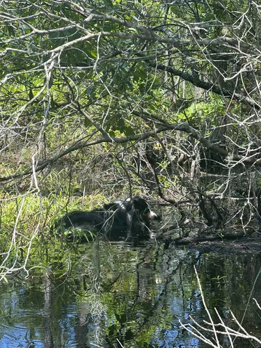 Best Hikes and Trails in Green Swamp Wilderness Preserve | AllTrails